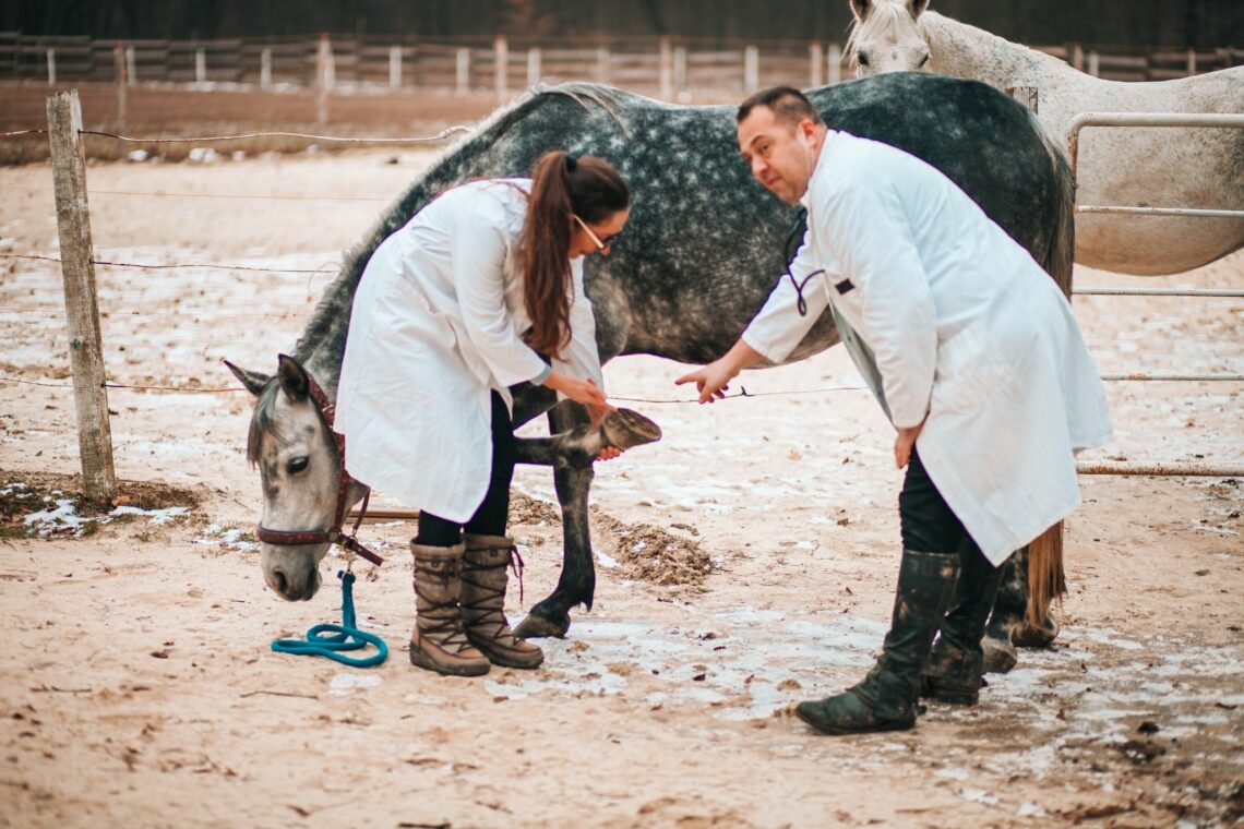 Peace of Mind: Horse Pre-Purchase Exam Checklist - Horse Rookie