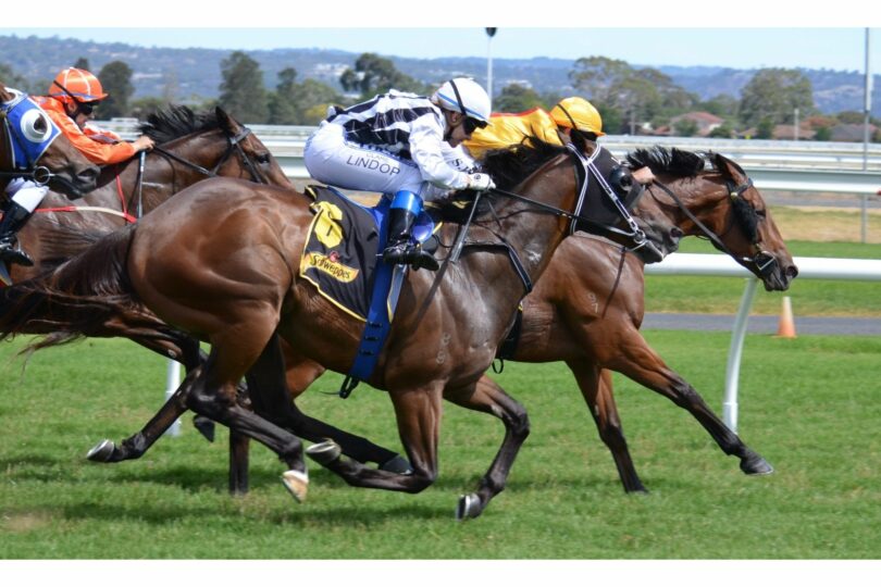 Bred for Speed, Born to Run: Racing Breeds 101 - Horse Rookie