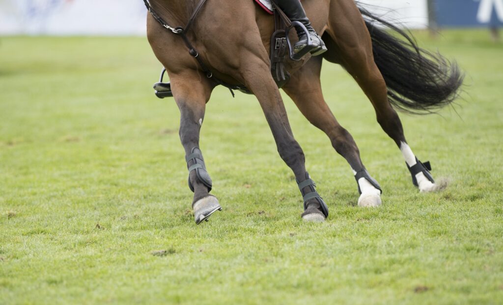 Short Steps And Flying Changes - Horse Rookie