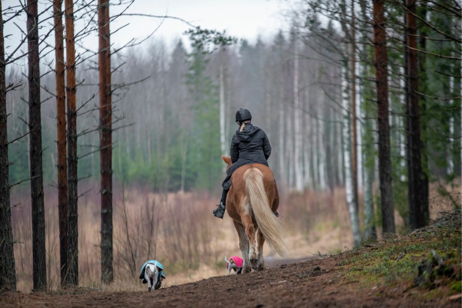 5 Best Slickers for Horseback Riding in Dry Delight - Horse Rookie