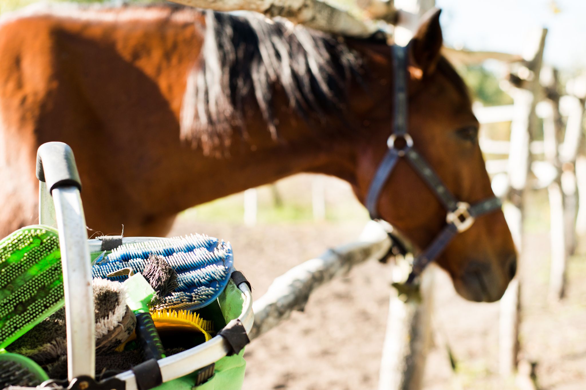 Horse Care for the Total Beginner - You CAN Do This! - Horse Rookie