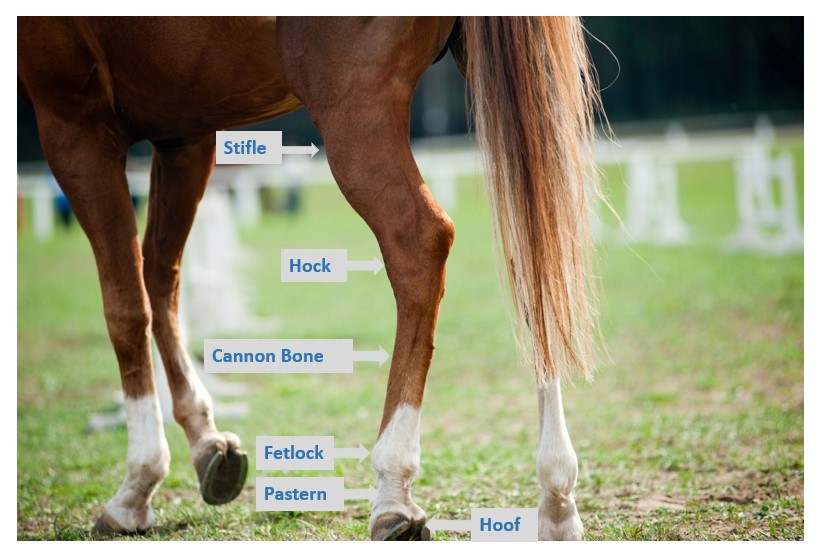 Get A Leg Up On Equine Limb Terminology