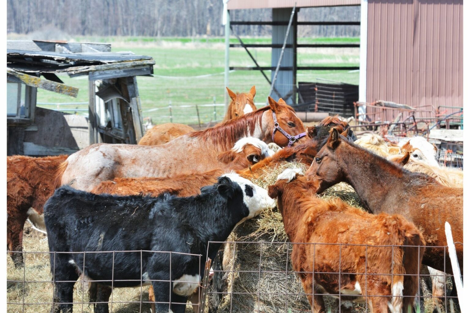 Meet Your Horse's New Bestie (Companion Animals 101) - Horse Rookie