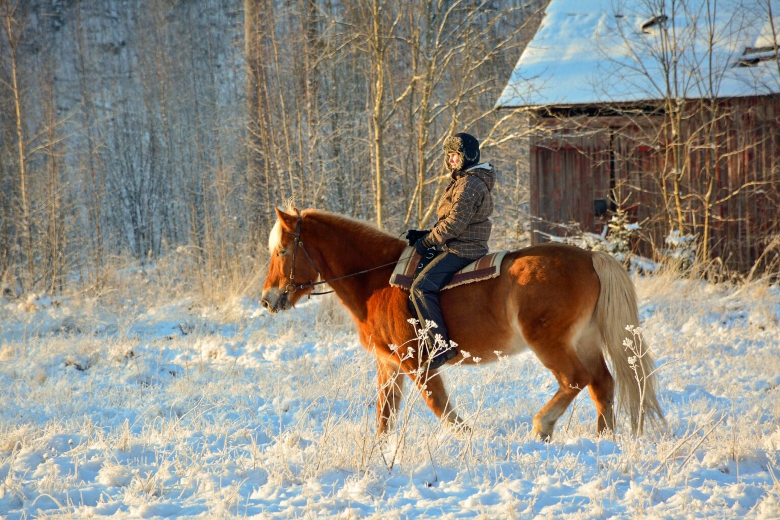 Chilled to the Bone: What's Too Cold to Ride Horses? - Horse Rookie
