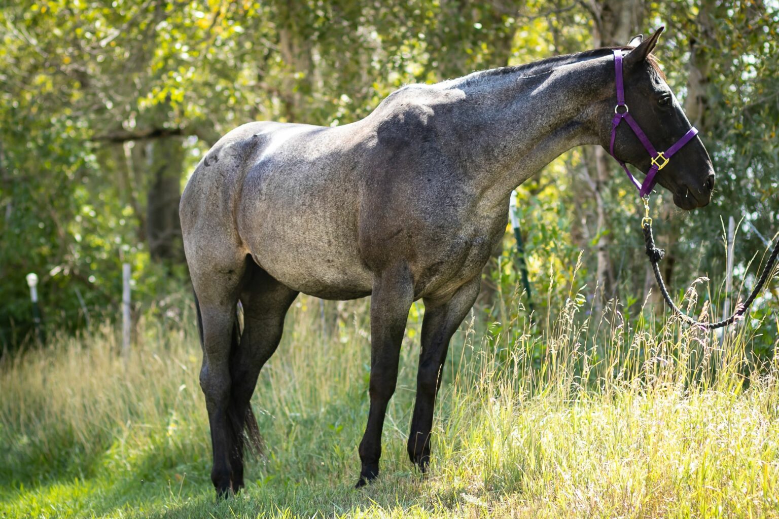 29 Horse Coat Color Variations (Beginner Photo Guide) - Horse Rookie