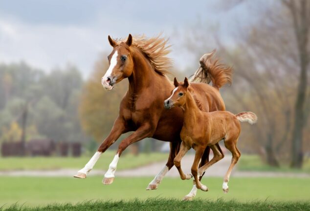 How to Care for a Yearling Horse (Feed, Training, etc.)