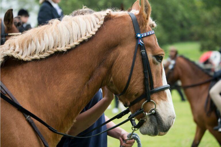 29 Horse Coat Color Variations (Beginner Photo Guide) - Horse Rookie
