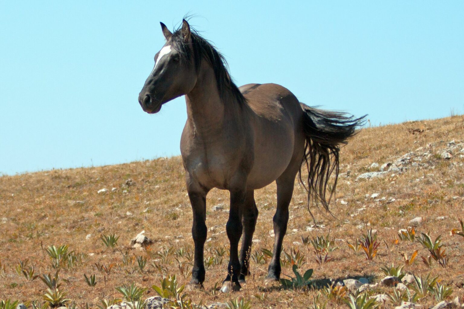 29 Horse Coat Color Variations (Beginner Photo Guide) - Horse Rookie