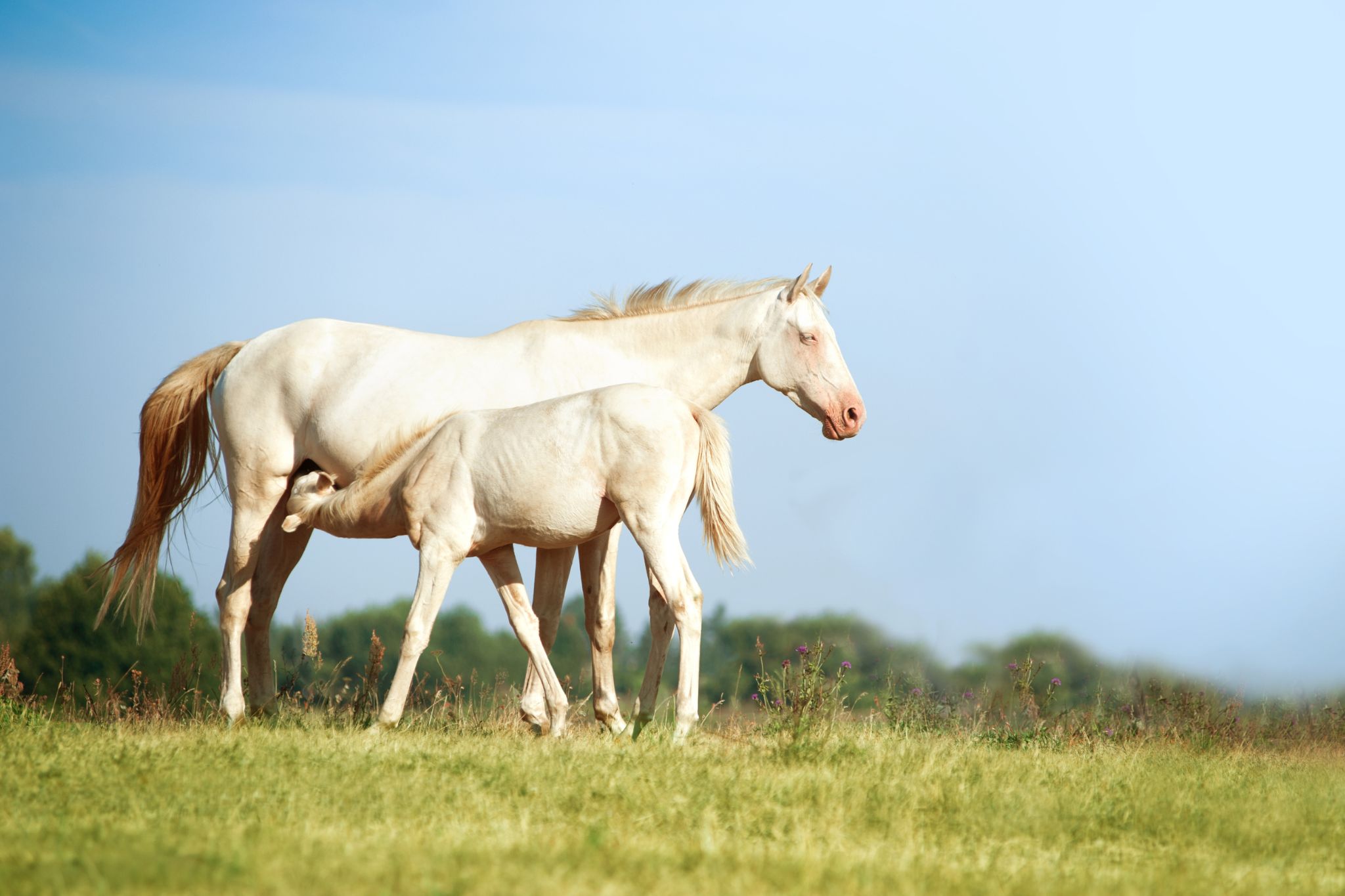 29 Horse Coat Color Variations (Beginner Photo Guide) - Horse Rookie