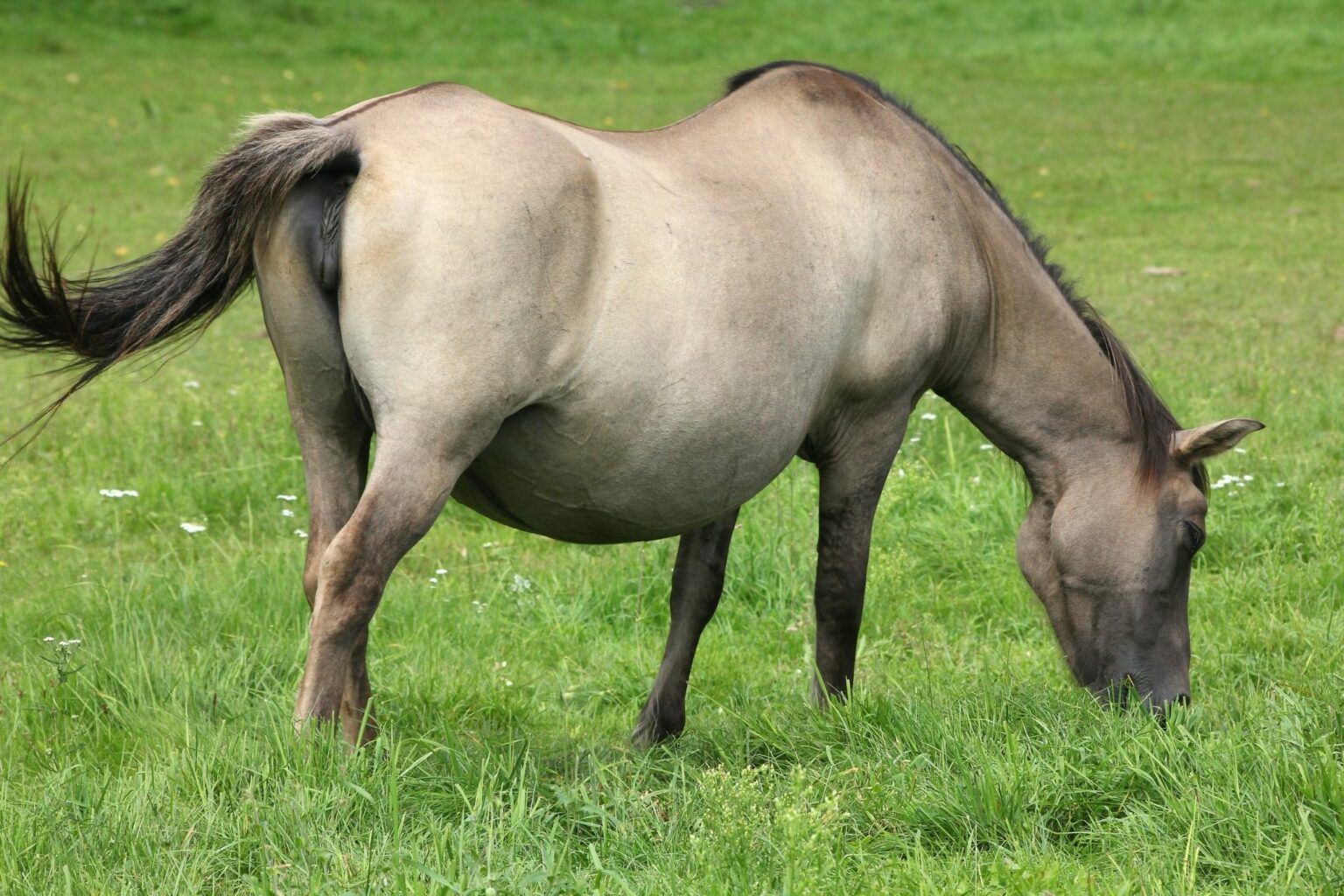 Broodmares: How Old is Too Old to Breed Your Horse? - Horse Rookie