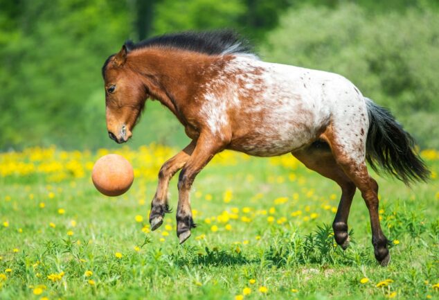 Groups of Horses: A Beginner’s Guide to Herd Dynamics