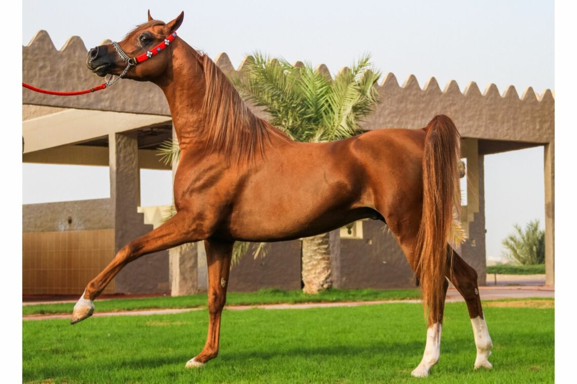 8 Ancient Horse Breeds With Historic Influence - Horse Rookie