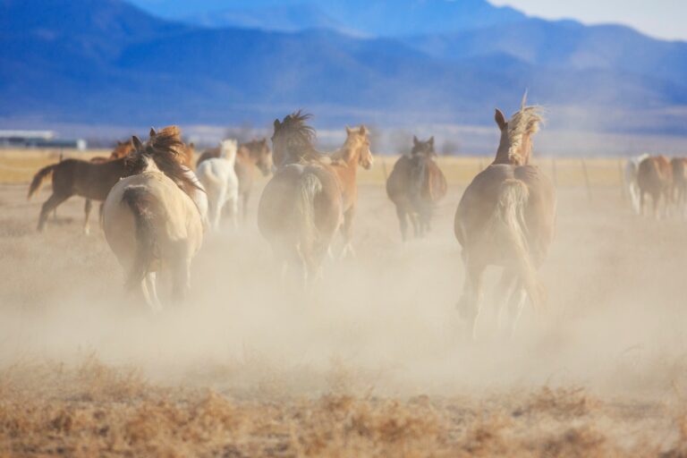 Understanding (and dealing with) the spooky horse - Horse Rookie