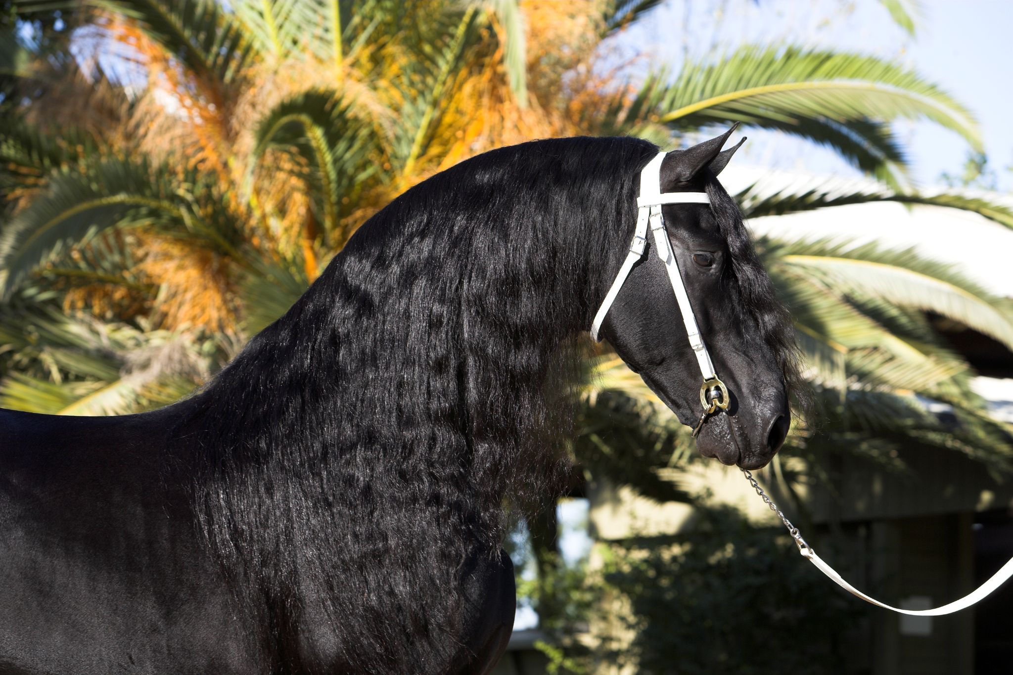 Dark Horse of Your Dreams: Fun Friesian Horse Facts - Horse Rookie