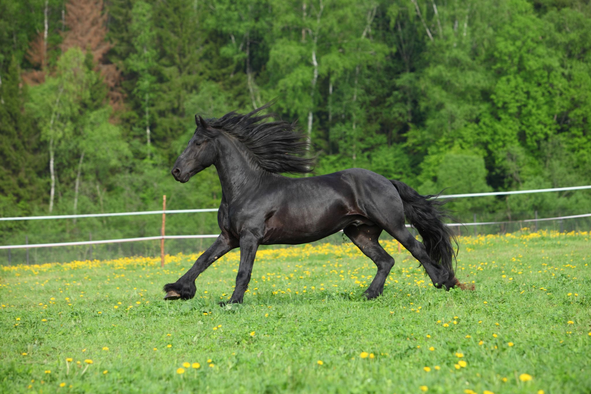 High Frequency: How Many Mares Can a Stallion Breed? - Horse Rookie