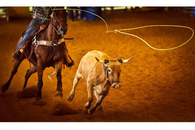 What is a Heel Horse? (Team Roping for Beginners) - Horse Rookie