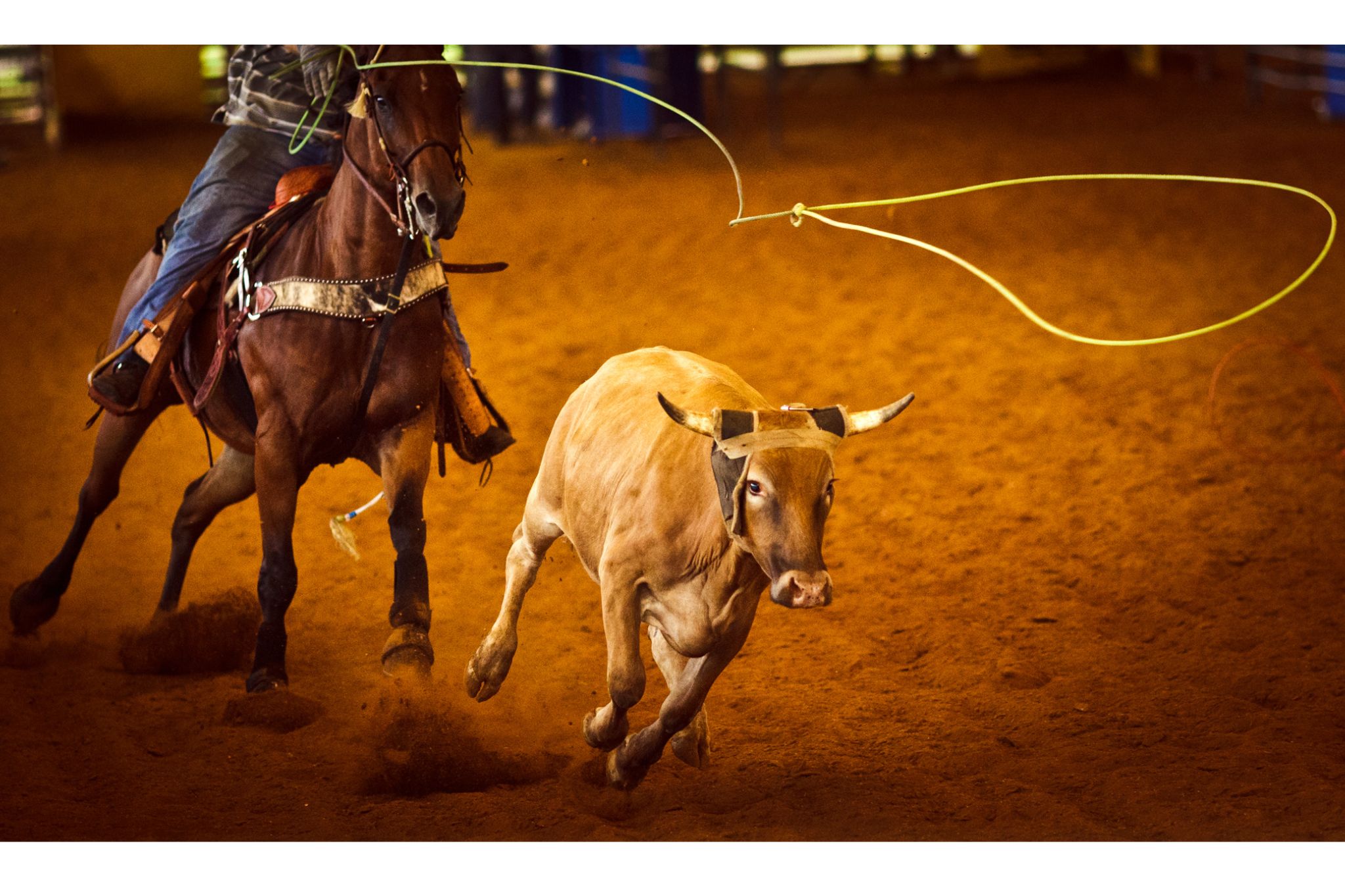 What is a Heel Horse? (Team Roping for Beginners) - Horse Rookie