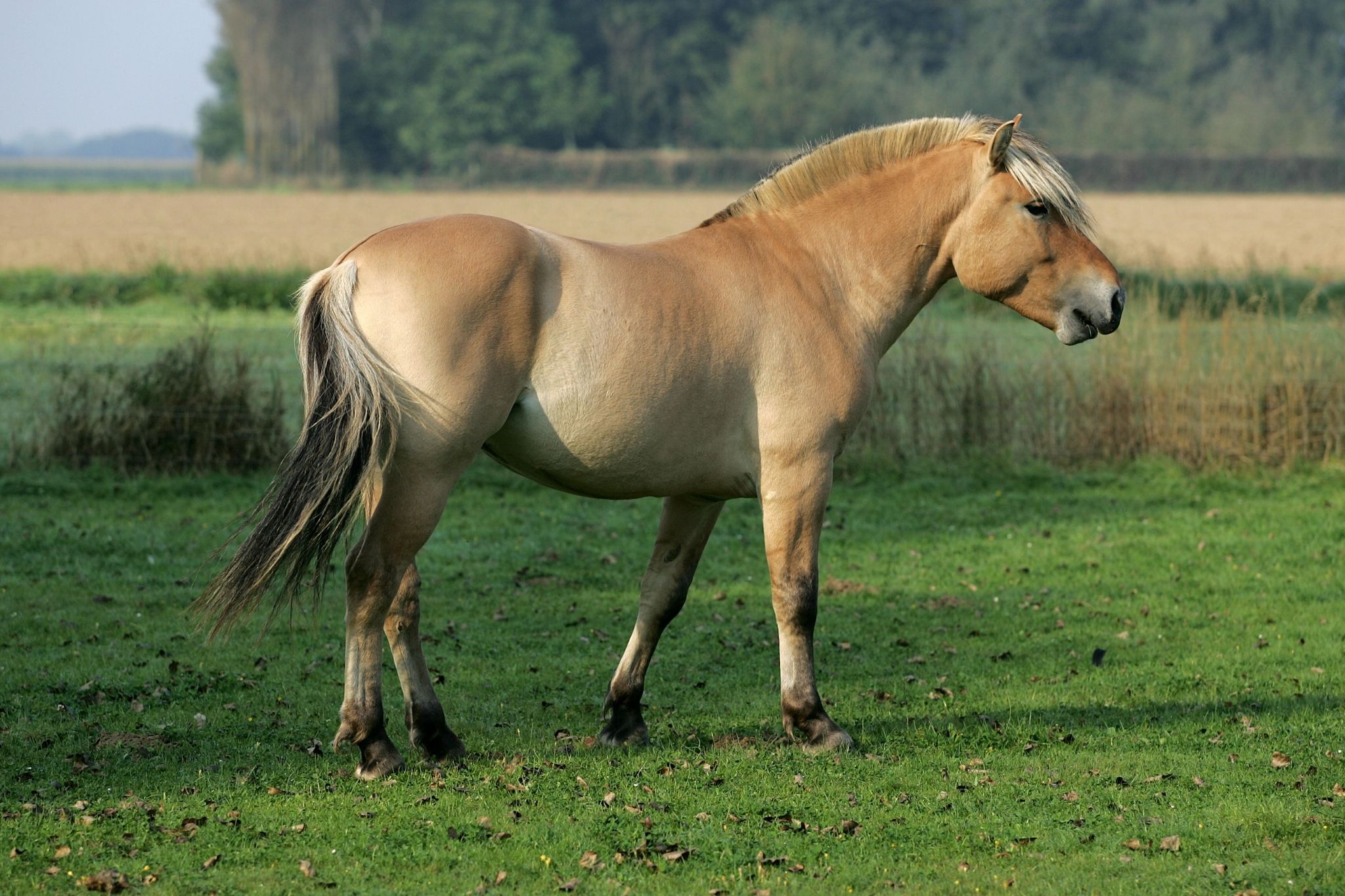 8 Ancient Horse Breeds With Historic Influence - Horse Rookie