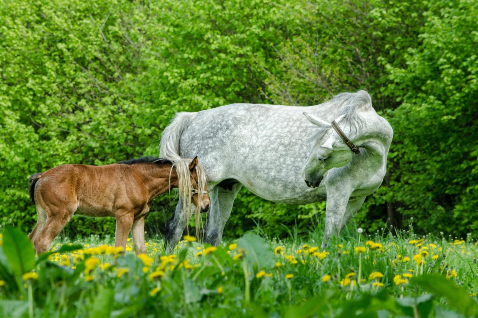 Breeding Basics: Understanding the Equine Pedigree - Horse Rookie