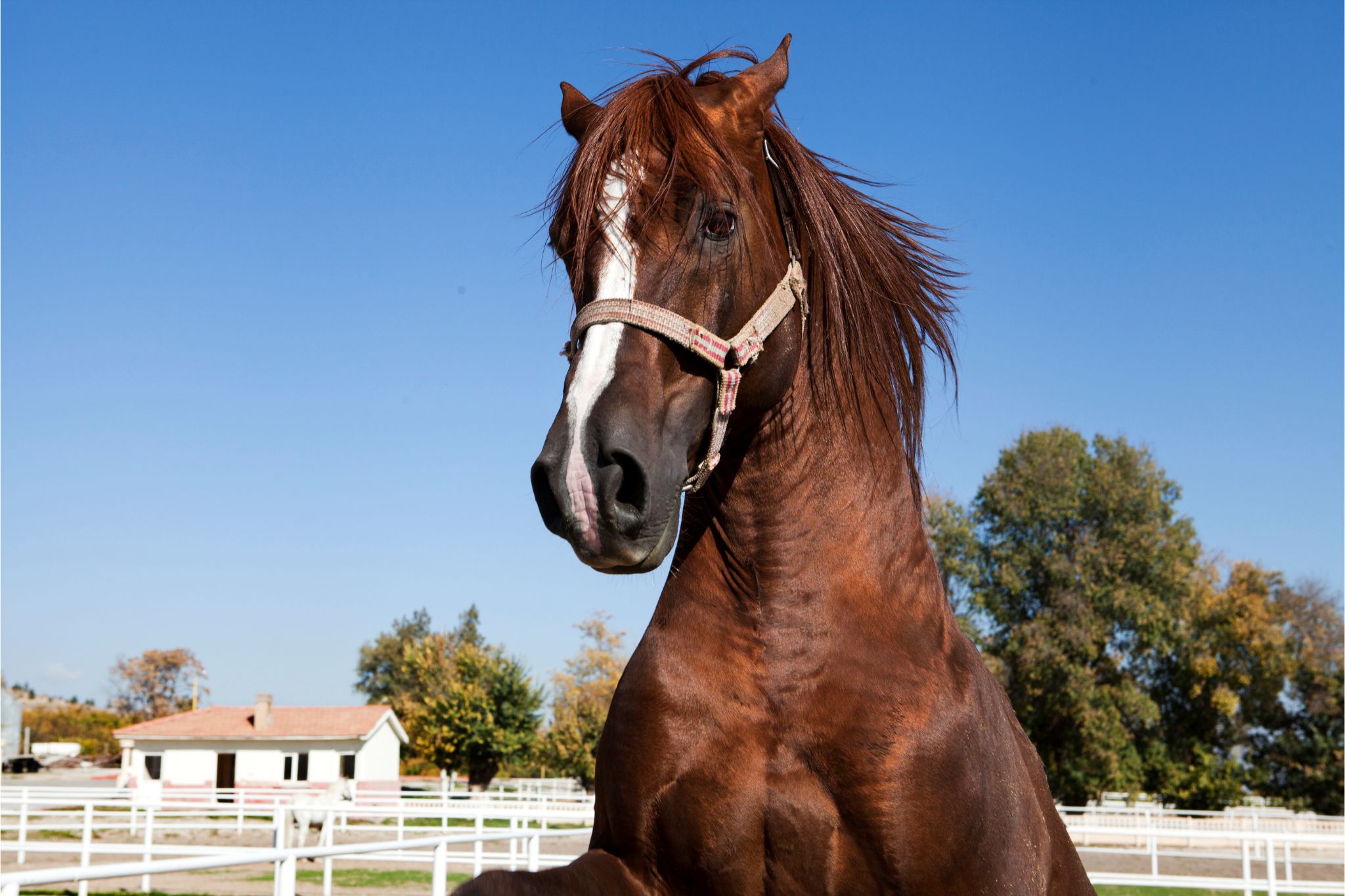 Claim Your Space How To Scare A Horse Away Kindly Horse Rookie