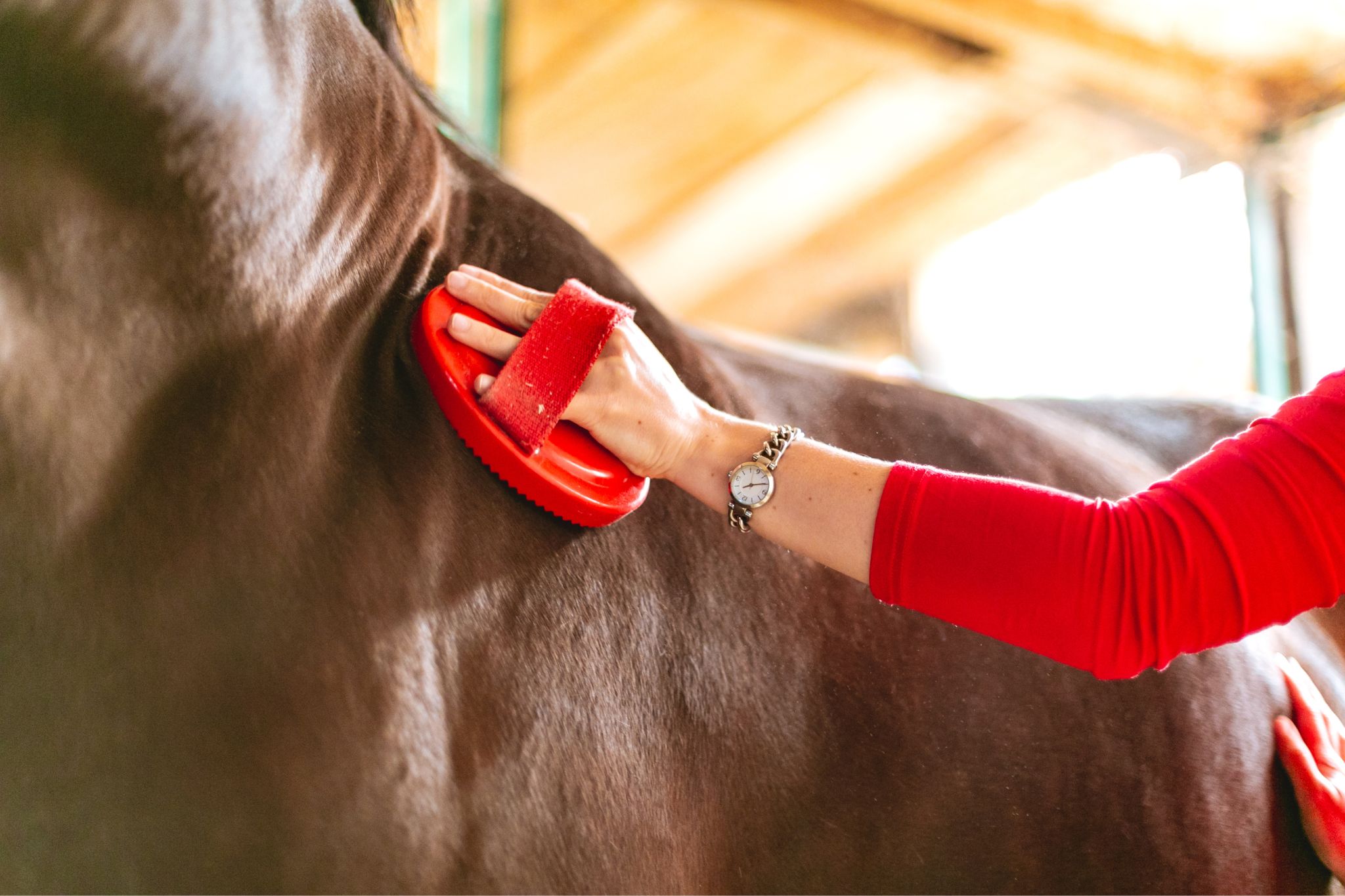 Survive Horse Shedding Season (w/o Pulling YOUR Hair Out!) - Horse Rookie