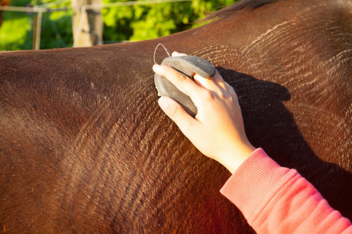 Curry Confusion: Horse Grooming Terminology for Beginners - Horse Rookie