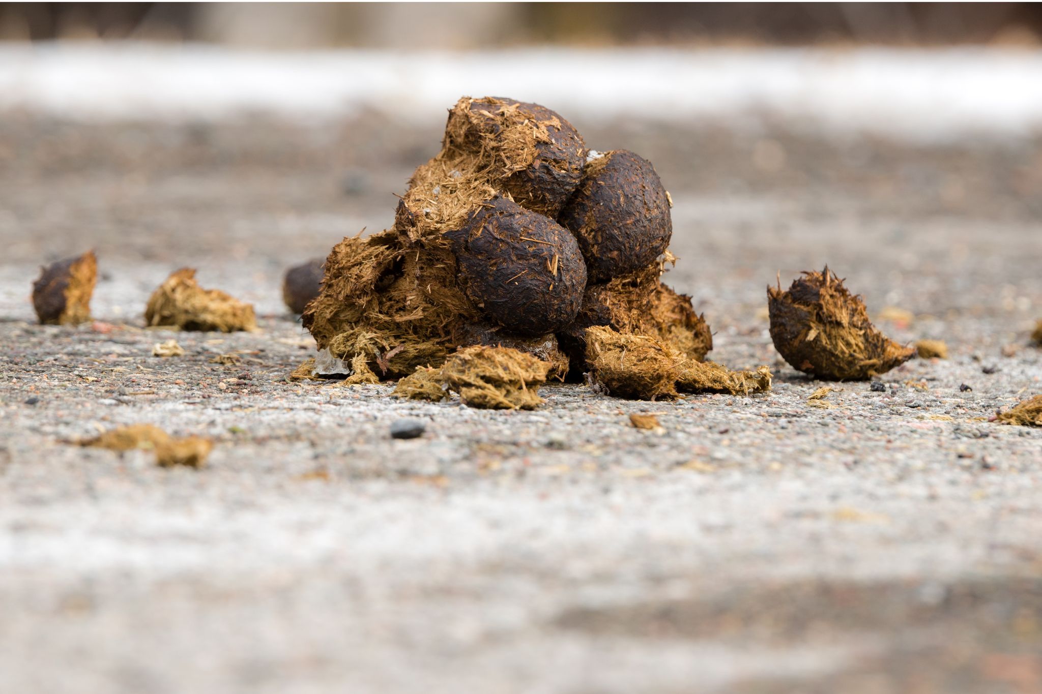 Horse Feces