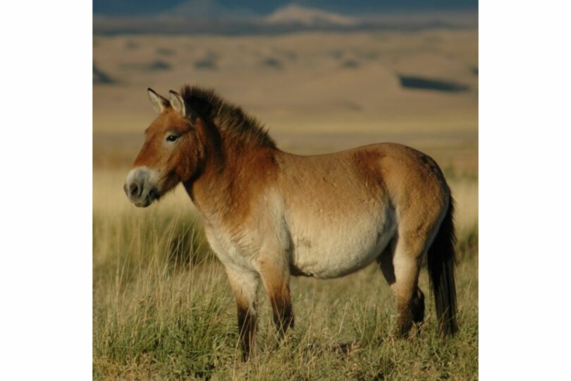 8 Ancient Horse Breeds With Historic Influence - Horse Rookie