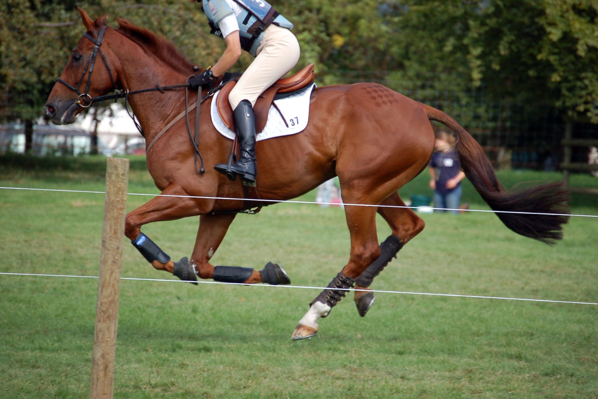 7 Simple Tips For Taking Better Photos of Horses in Action - Horse Rookie