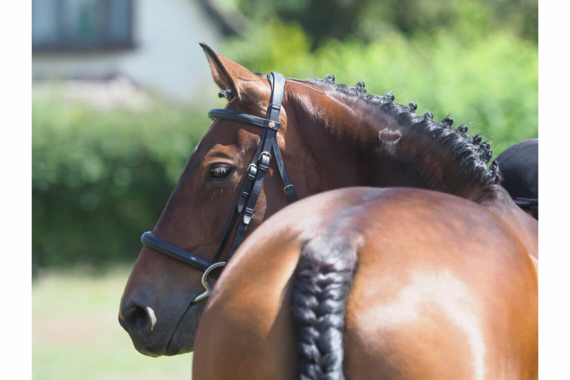 Hair Extensions for Horses: How to Put in a Fake Tail - Horse Rookie