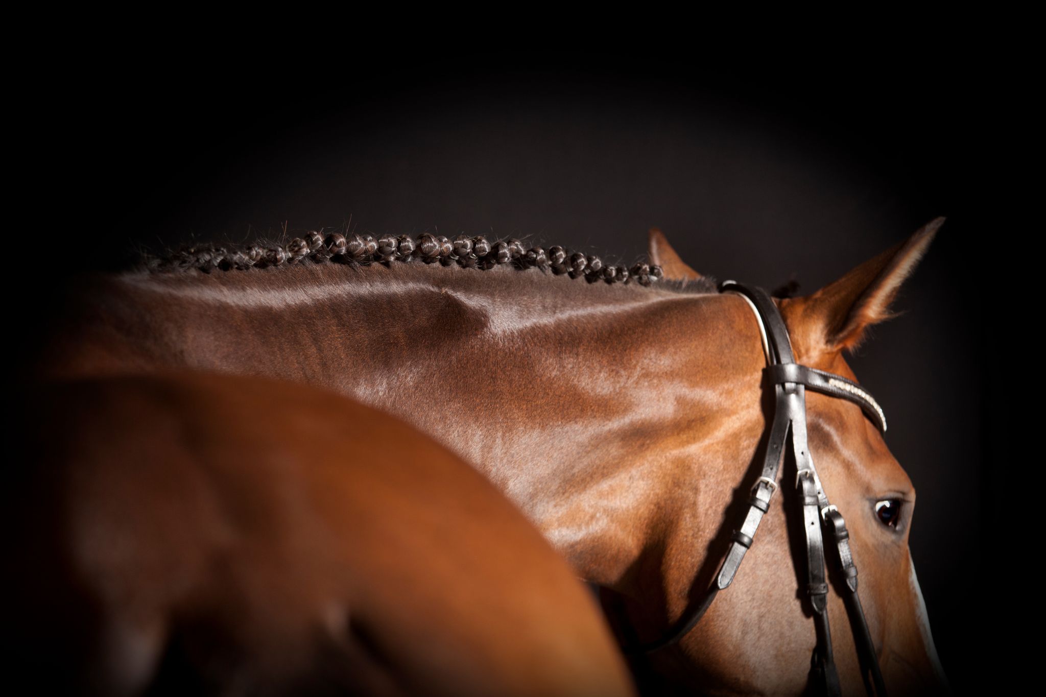 How to Pull a Horse Mane (And When NOT To) - Horse Rookie