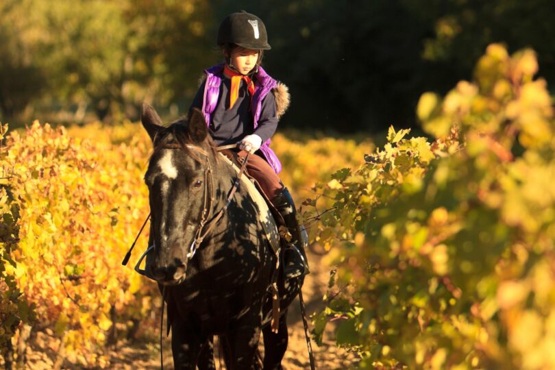 20+ Horse Technology Essentials That Make Life Easier - Horse Rookie