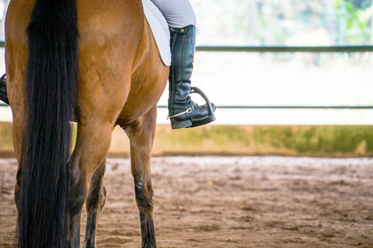 20+ Horse Technology Essentials That Make Life Easier - Horse Rookie