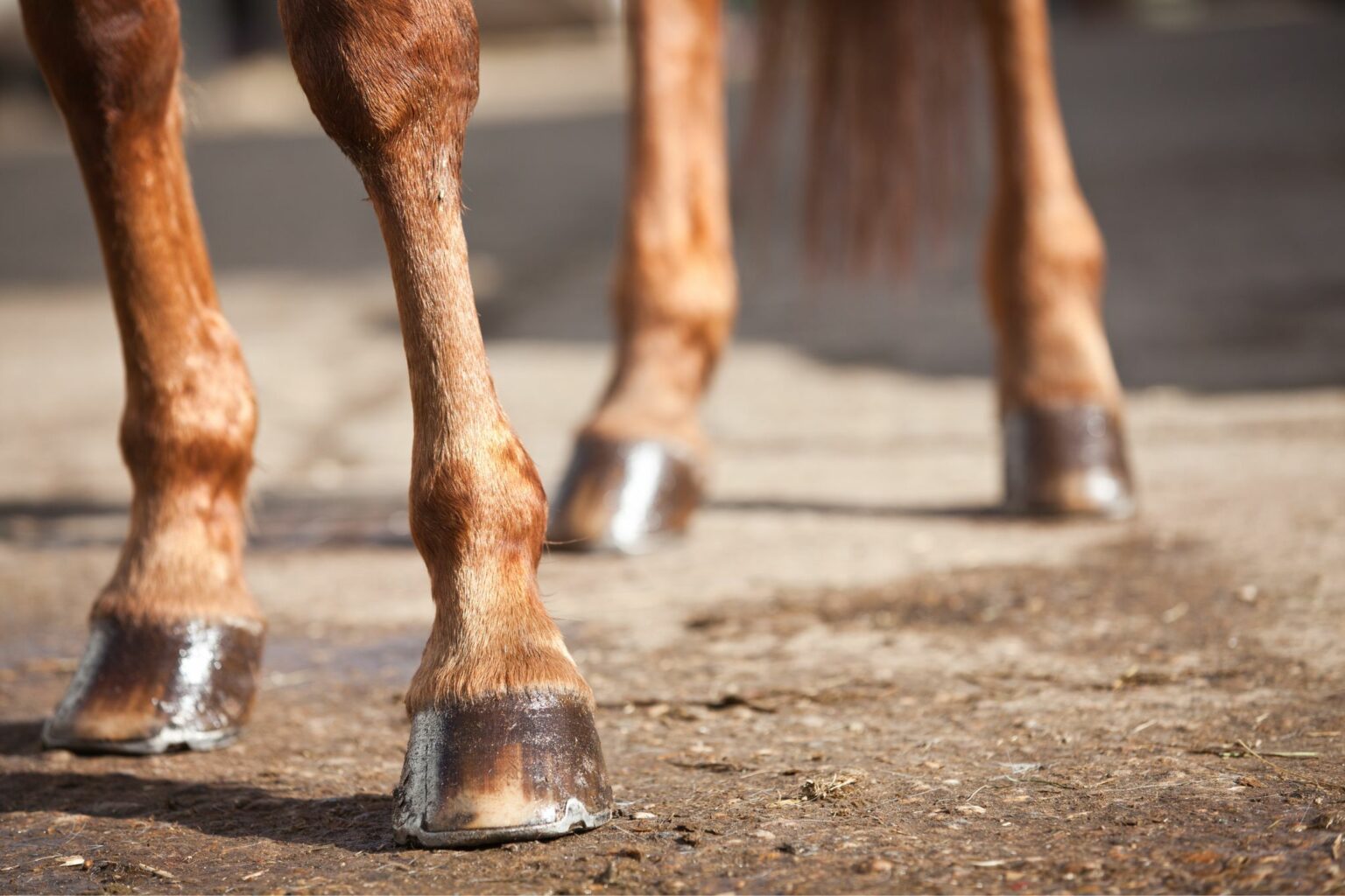 Ringbone Reality Check: What It Could Mean for Your Horse - Horse Rookie