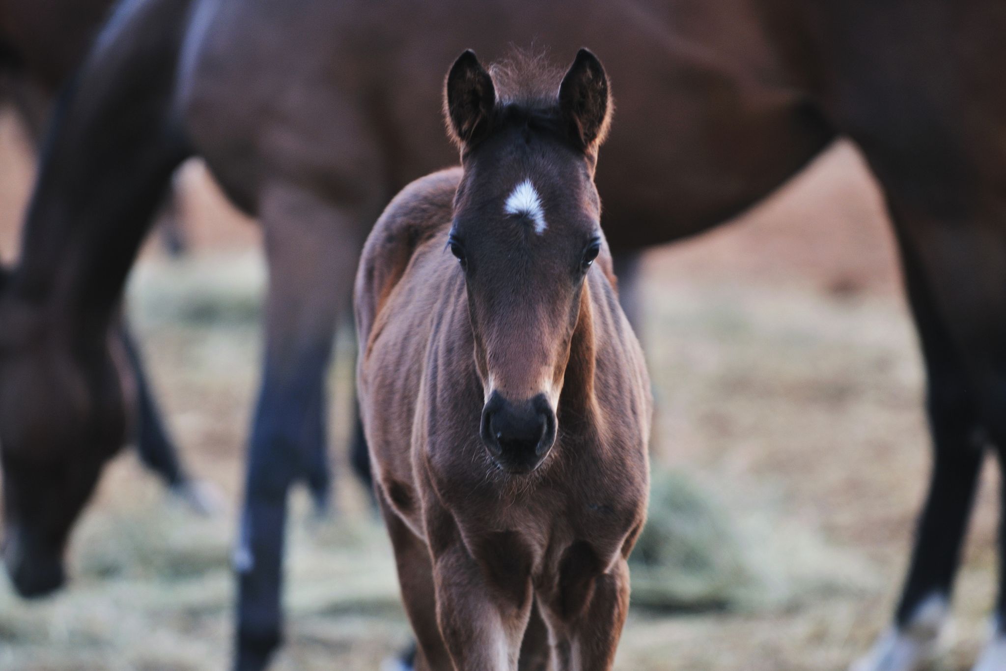 Mares & Foals: How to Feed Breeding Stock for Success - Horse Rookie