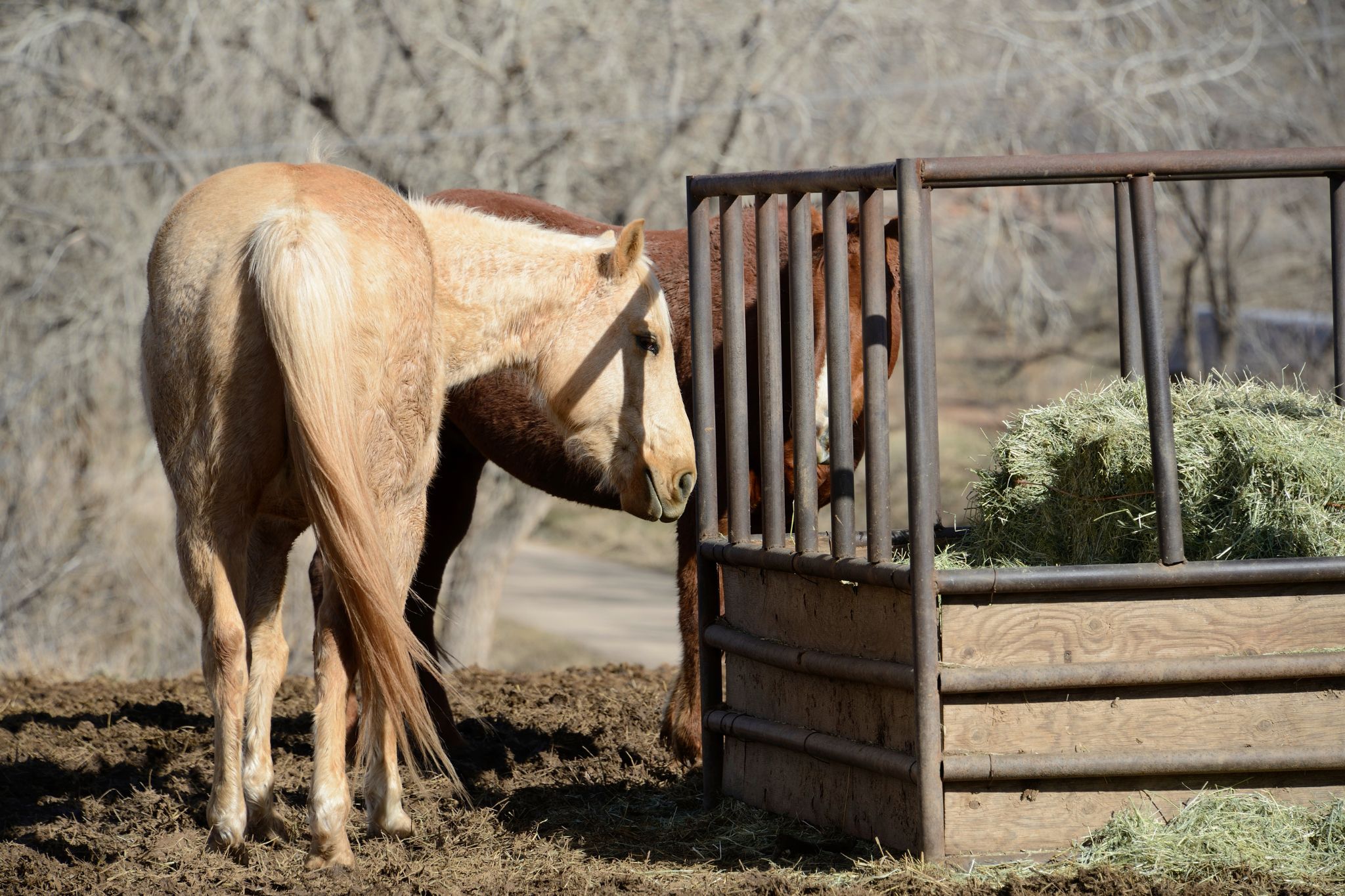 30+ Equine Nutrition Terms Your Horse Wishes You Knew - Horse Rookie