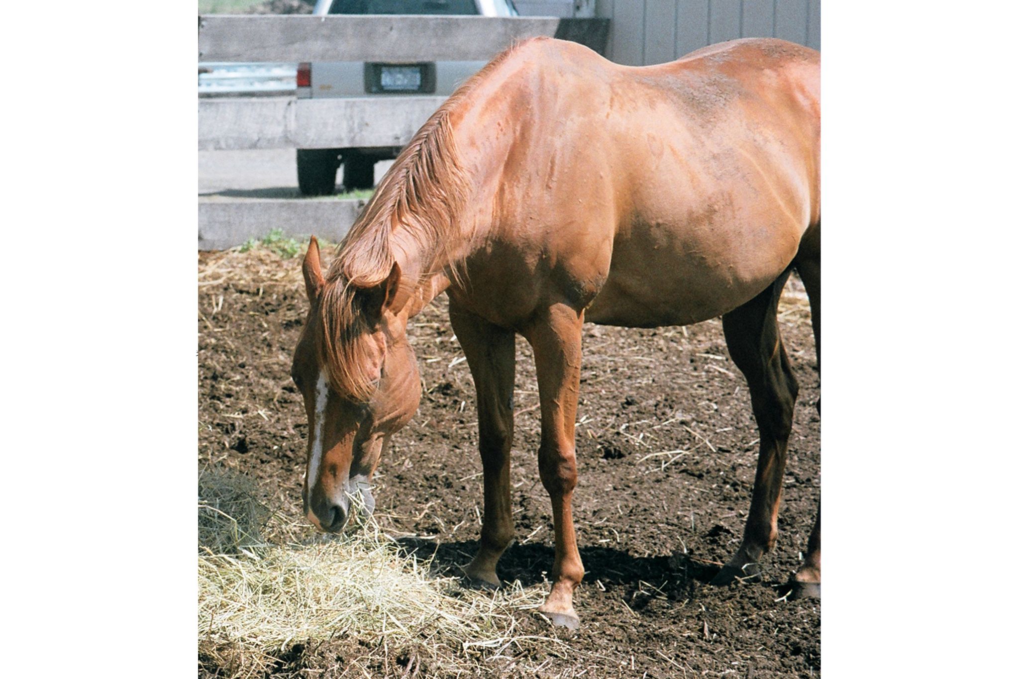 30+ Equine Nutrition Terms Your Horse Wishes You Knew - Horse Rookie