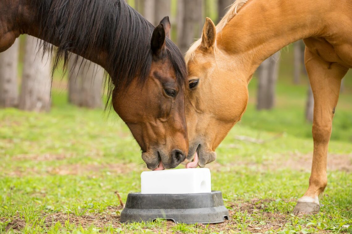 A Pinch or a Pound? How to Feed Loose Salt to Horses - Horse Rookie