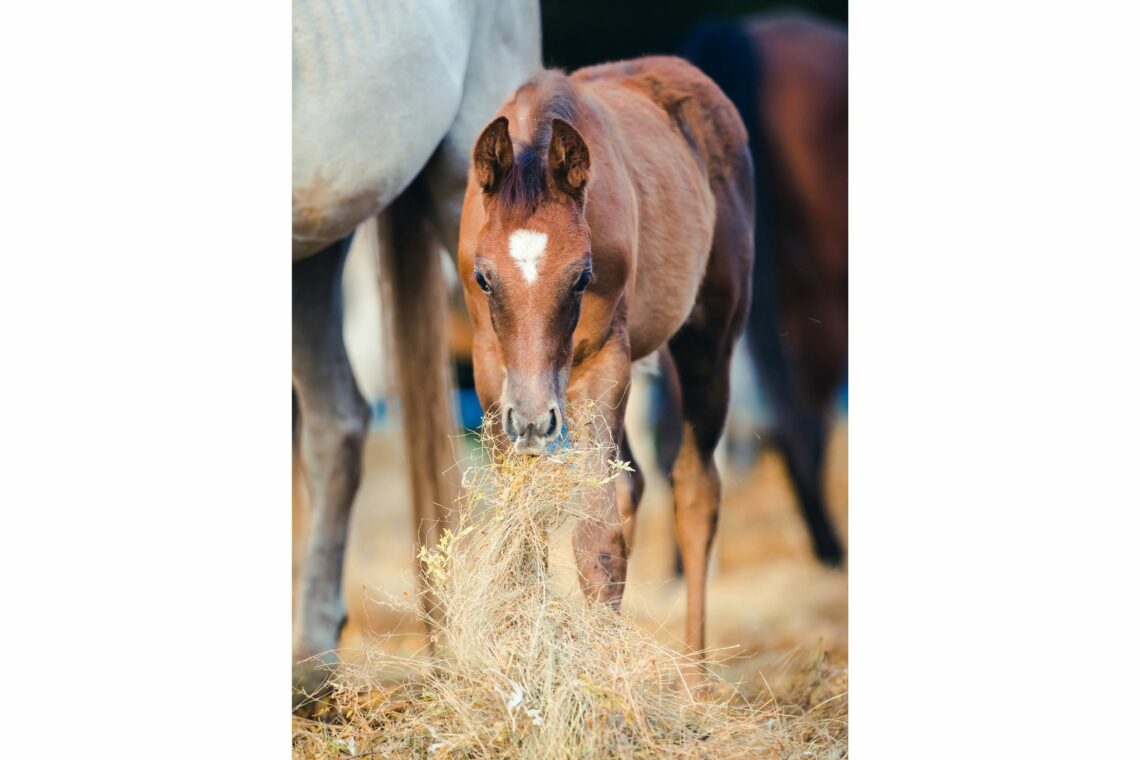 New Baby Nutrition: Best Feed for Healthy Foals - Horse Rookie