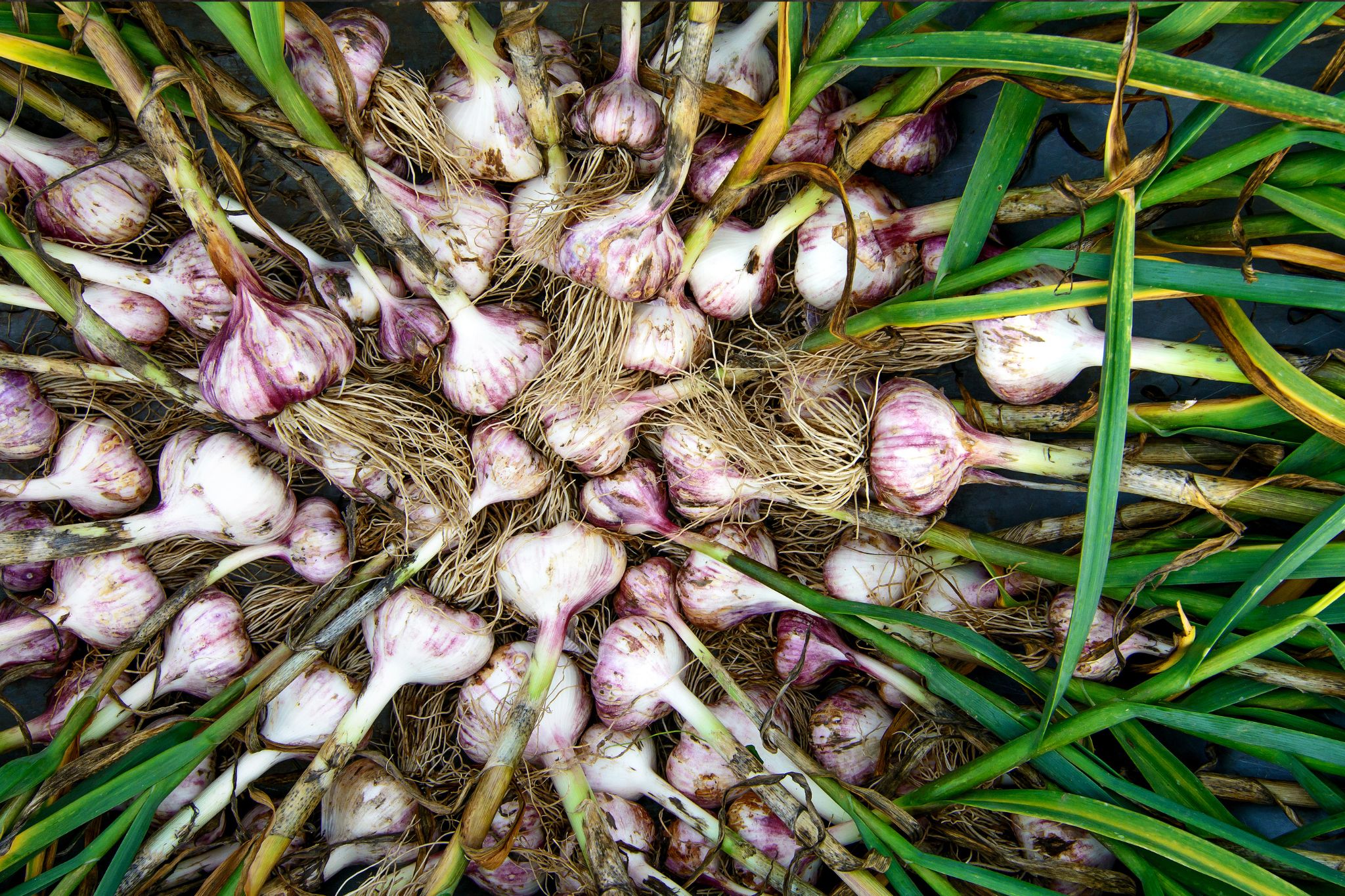 Garlic: Good for Horses or Leaves a Bad Aftertaste? - Horse Rookie