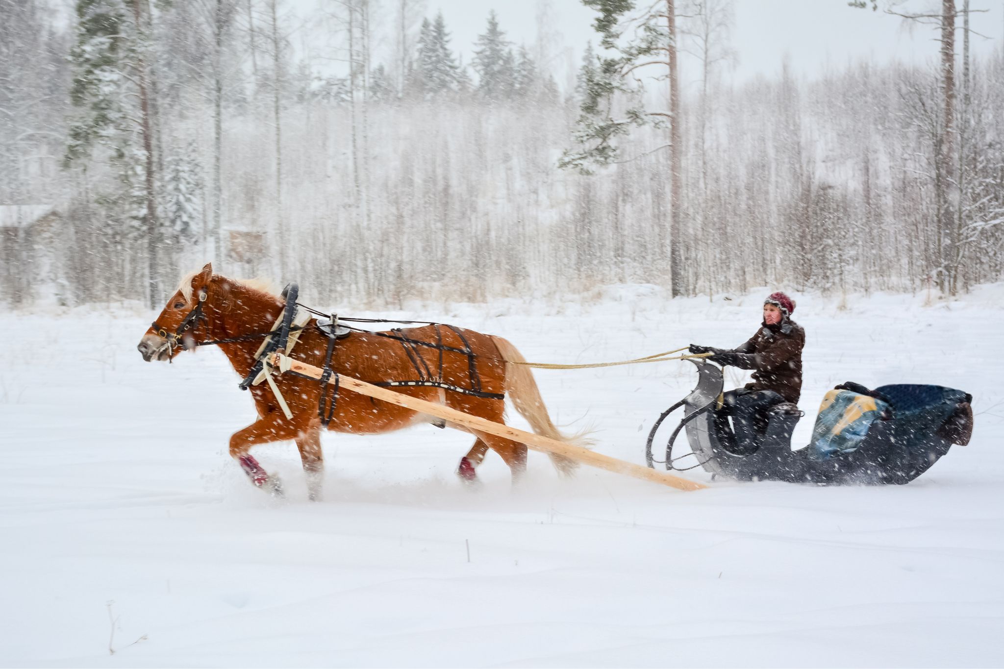 Winter Wonderland: What to Wear on a Horse Sleigh Ride - Horse Rookie