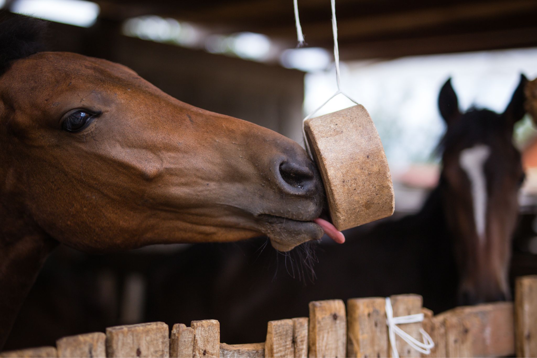 Horse Mineral Management: What's the Best Block to Feed? - Horse Rookie