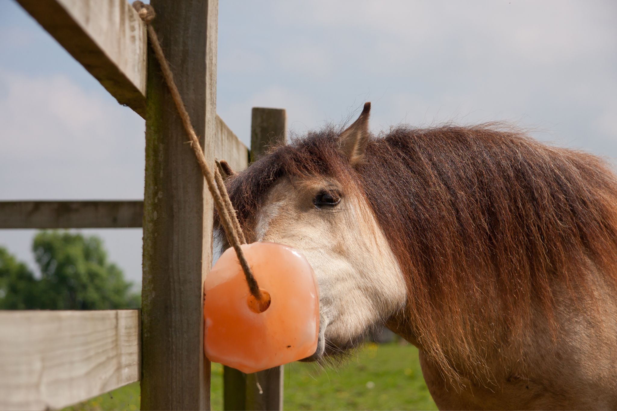 A Pinch or a Pound? How to Feed Loose Salt to Horses - Horse Rookie