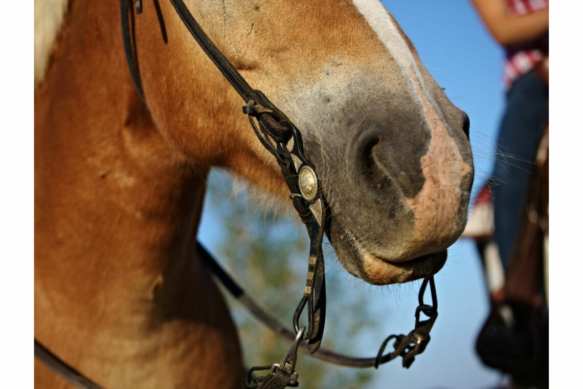 Neck Reining 101: Horse Rookie Training Tips - Horse Rookie