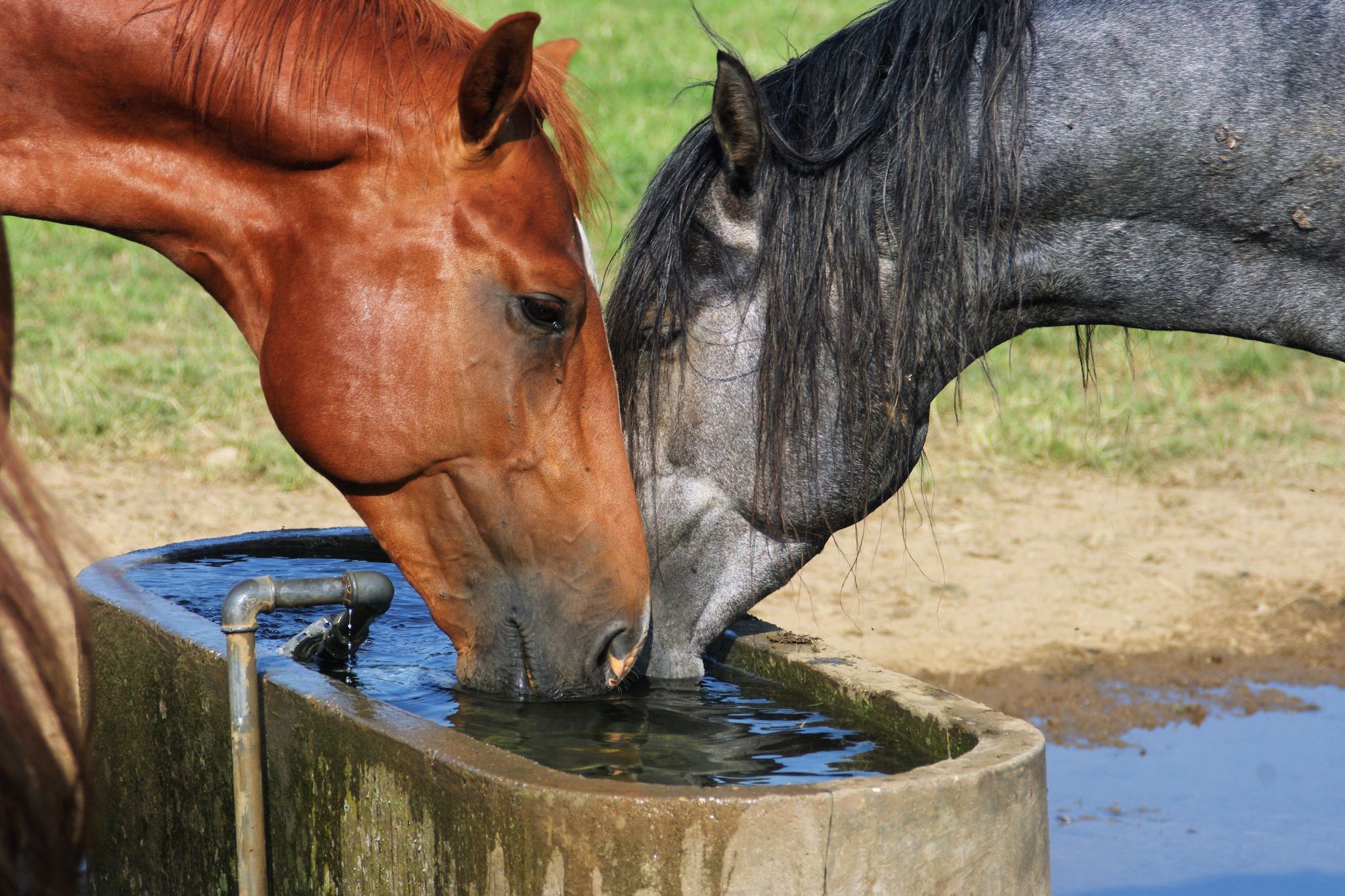 You Can Lead a Horse to Water… (Horse Hydration 101)