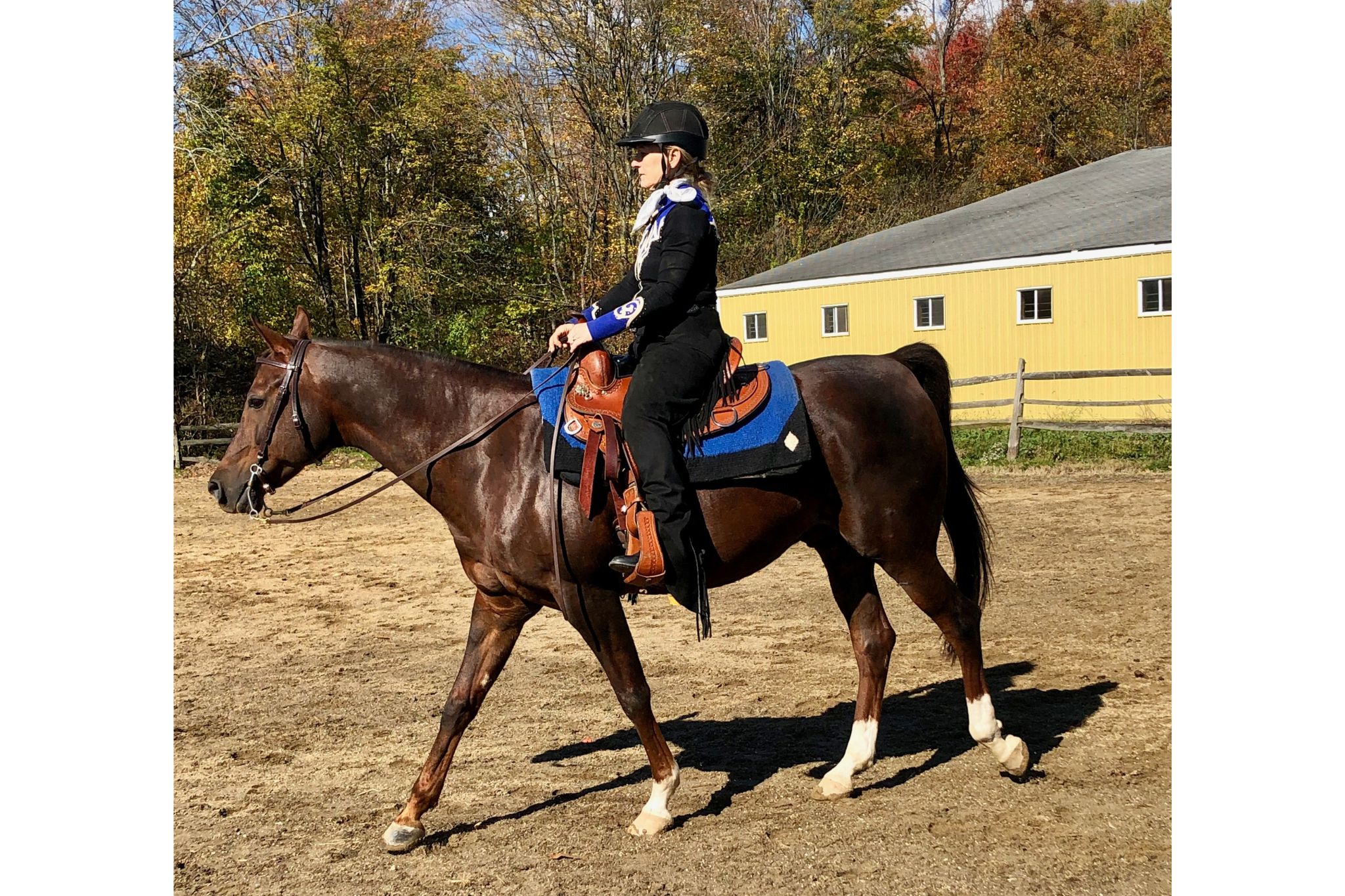 Western Dressage for Horse Rookies: A Beginner's Guide - Horse Rookie