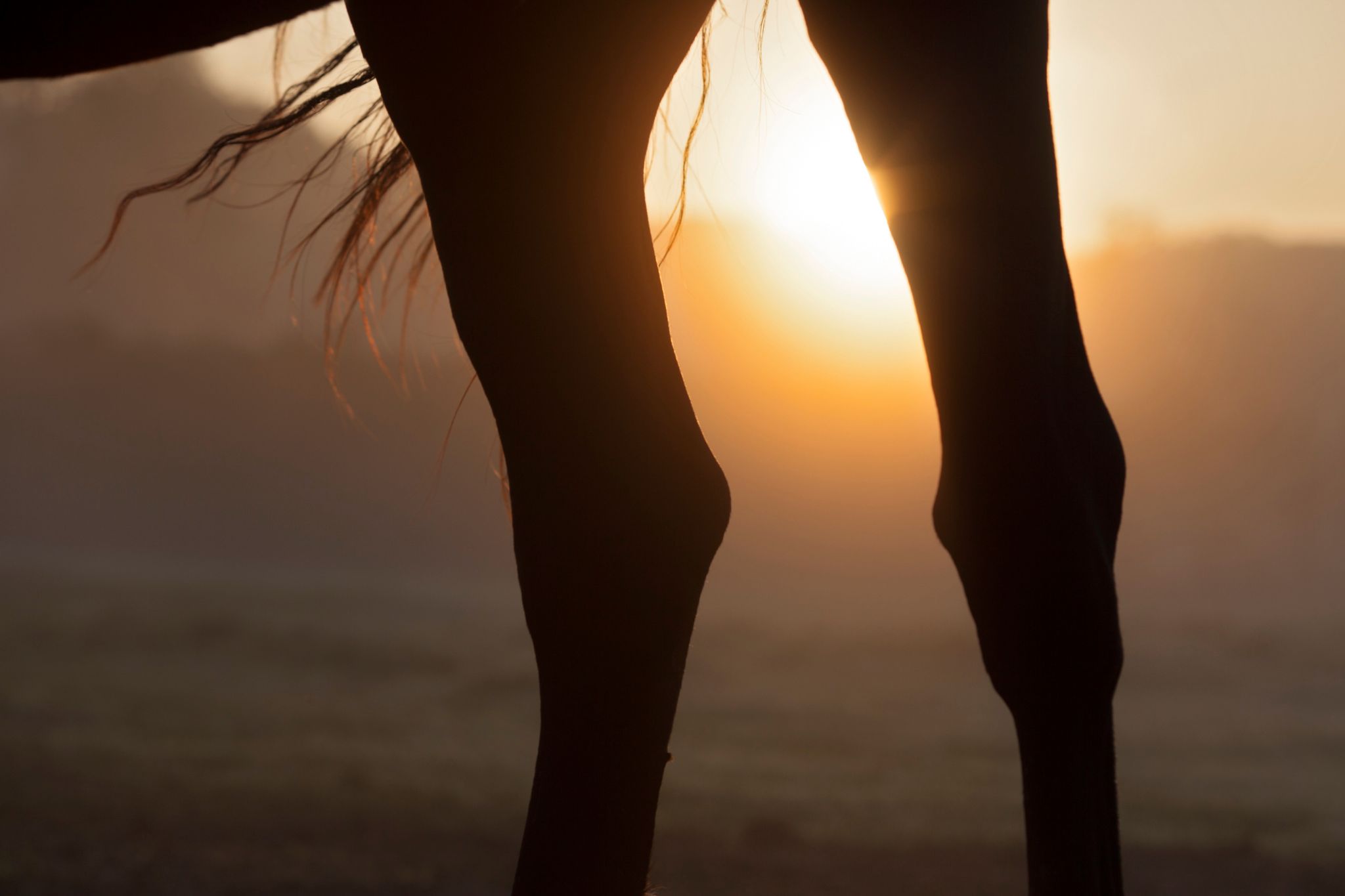 Rest & Recover: What To Expect After Horse Hock Injections - Horse Rookie