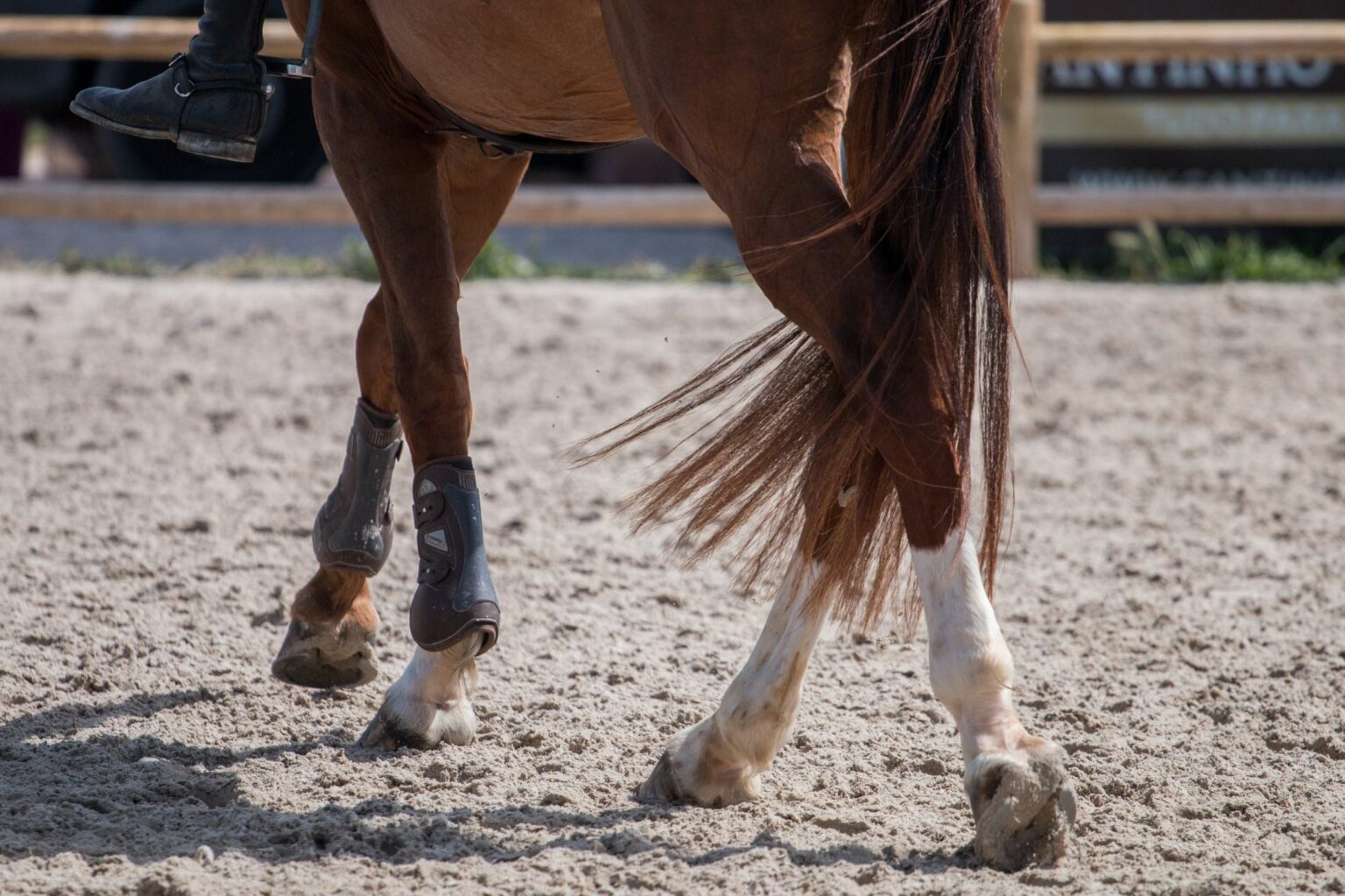 Rest & Recover: What To Expect After Horse Hock Injections - Horse Rookie