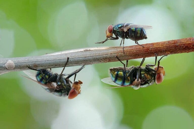 Swat to Trot: What You Need to Know About Horse Flies - Horse Rookie