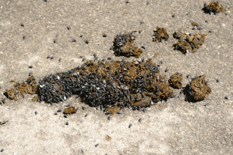 Swat to Trot: What You Need to Know About Horse Flies - Horse Rookie